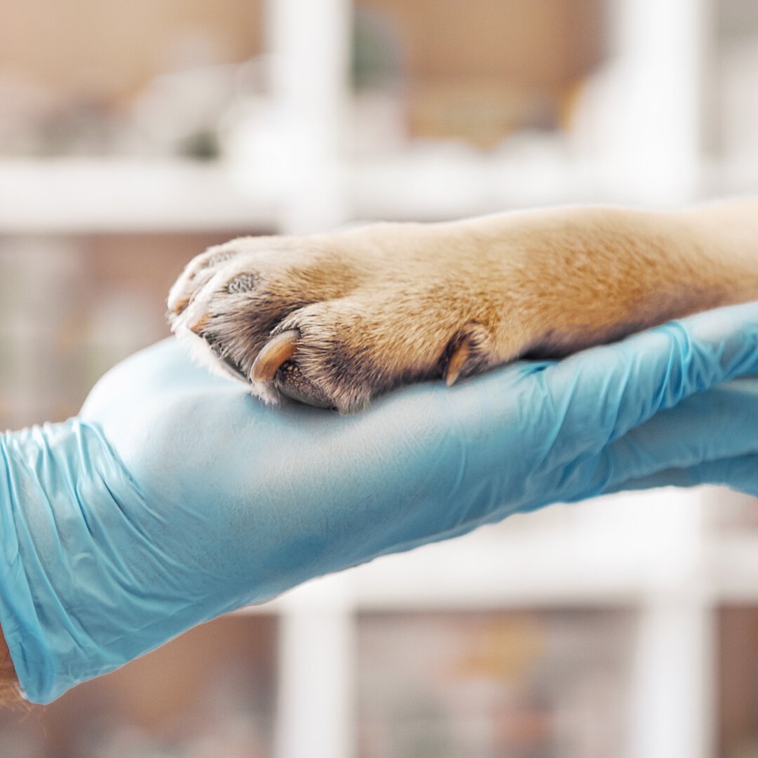 CoreVu — Core Imaging